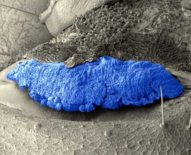 Dom Escobar: Neocapritermes taracua, um cupim kamikaze