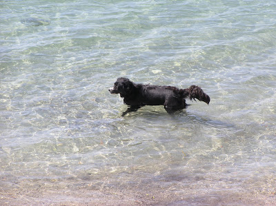 Wandering Voyager: The Stray Dogs of Sicily