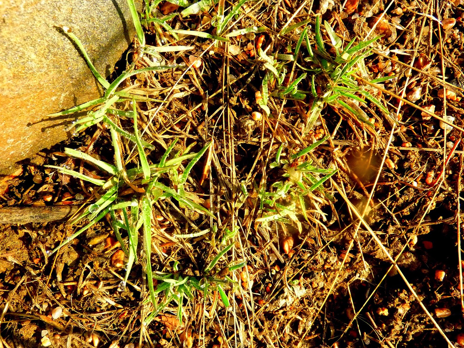 Colorado Mountain Gardener: April 2014