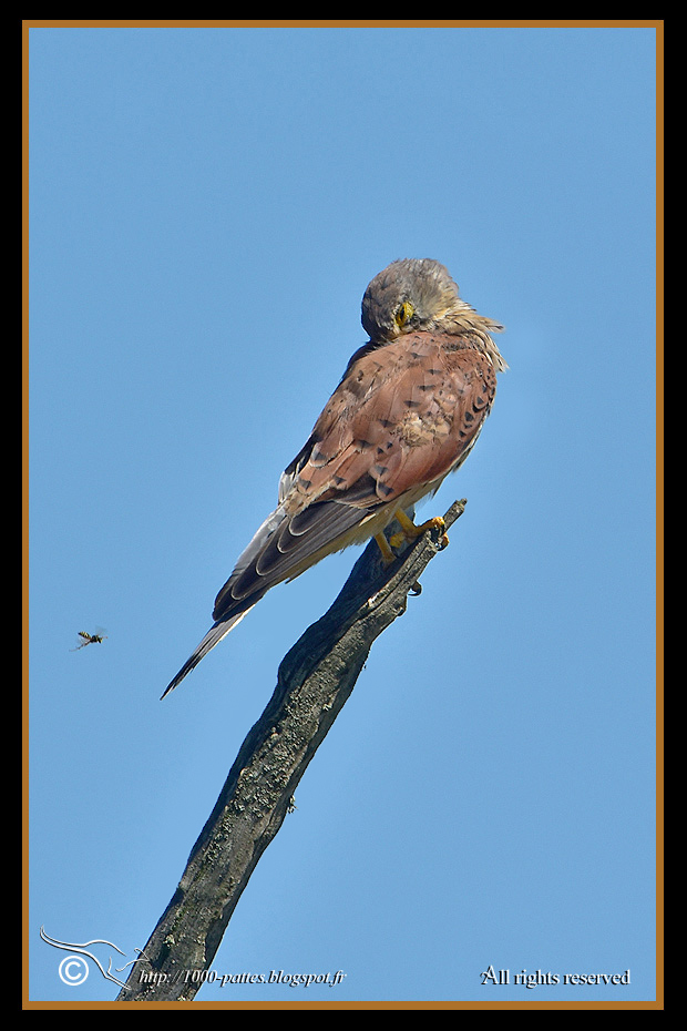 WILDLIFE GATEWAY: Faucon crécerelle