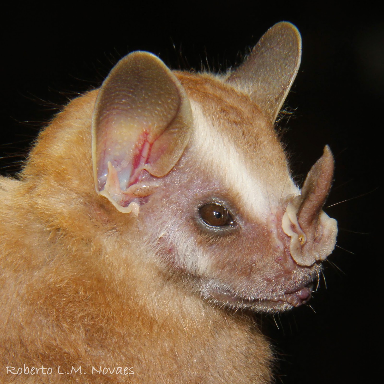 Morcegos do Brasil: Platyrrhinus fusciventris
