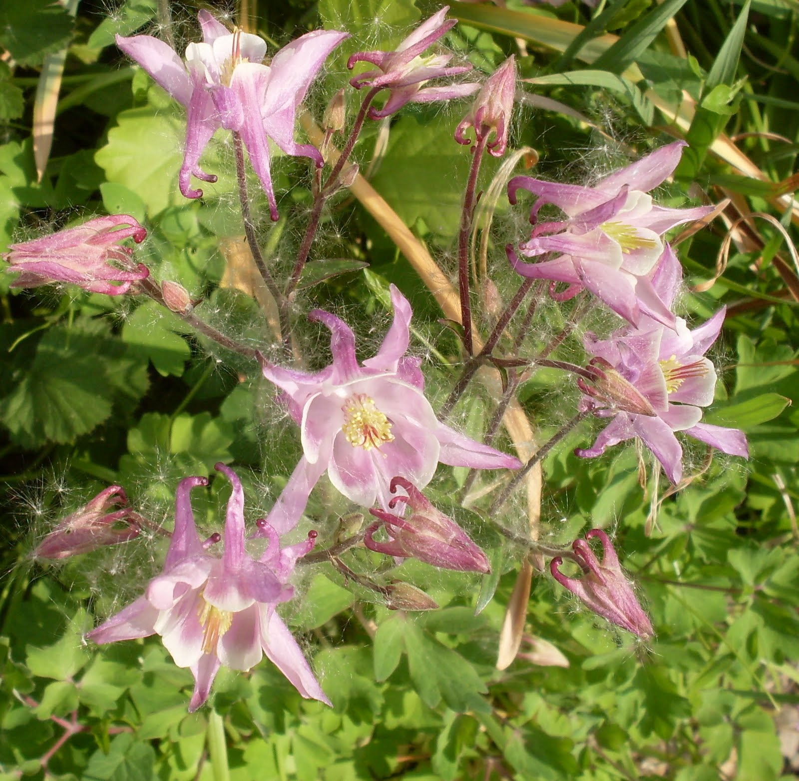 gillyflower: Flower Photos