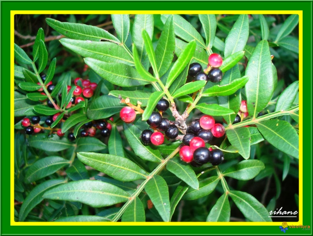 Ma poubelle est un Jardin: Promenade en foret, j'ai ramené un fruit ...