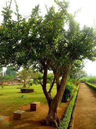 Pohon majapahit / pohon mojo ~ Arya Flower Landscape