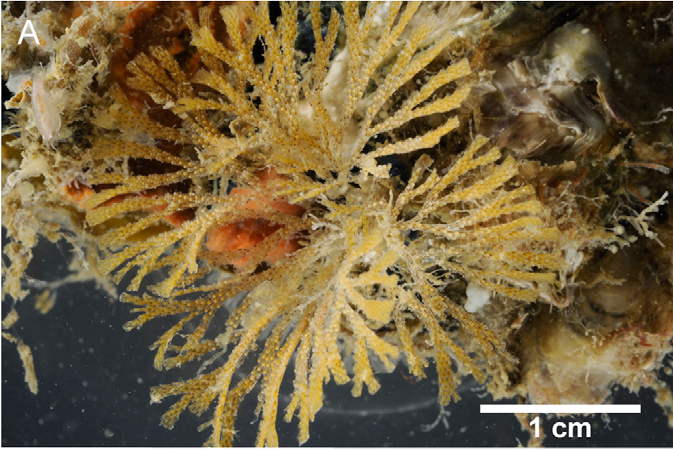 Sciency Thoughts: New species of Bryozoans from Brazil.