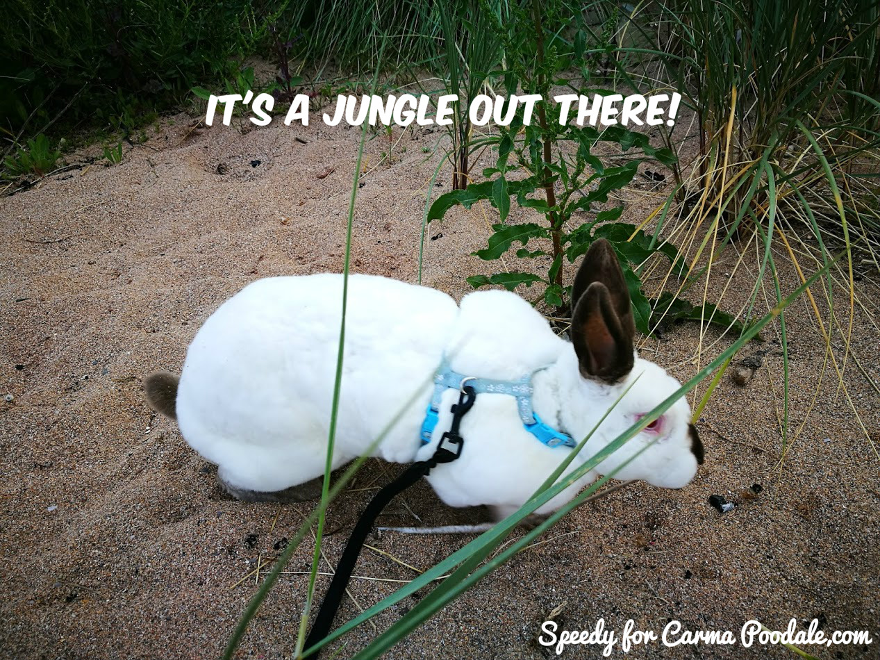 Carma Poodale : Bunny Meme Saturday!