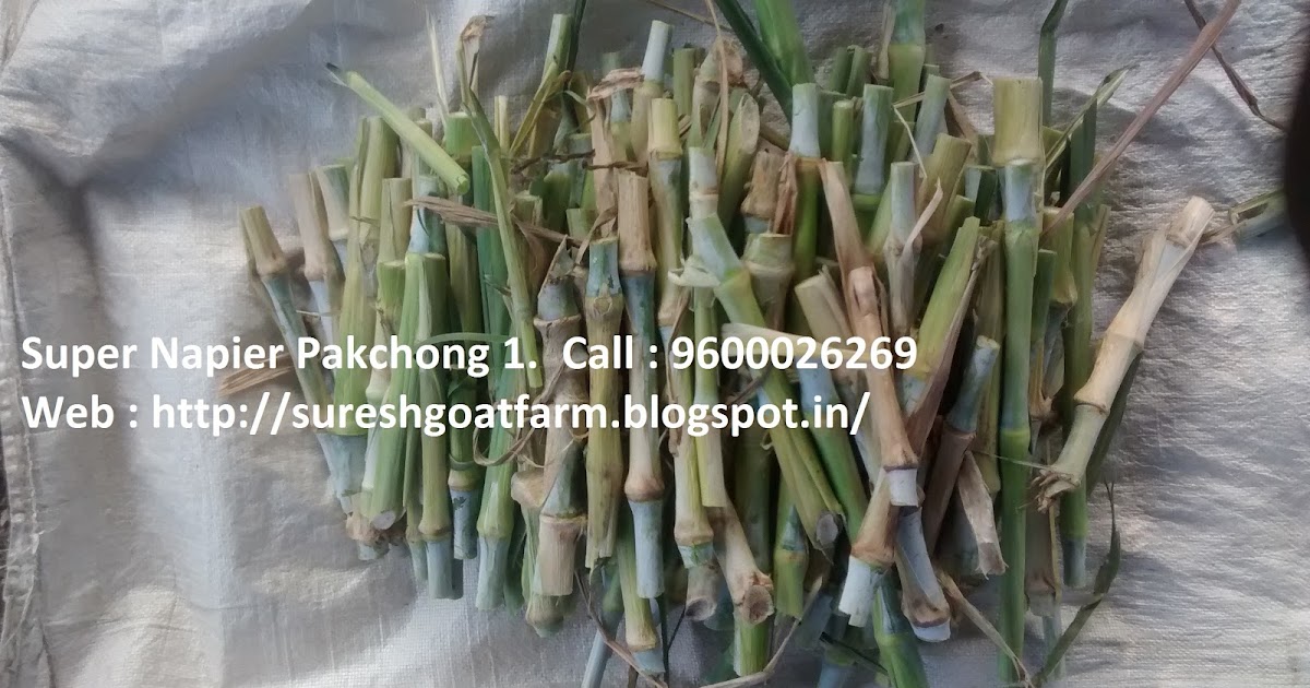 super napier pakchong 1: SUPER Napier Pakchong 1