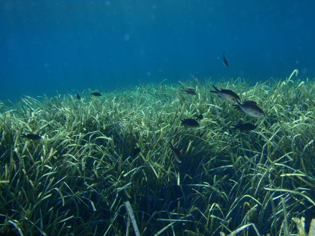 AmicoMario: POSIDONIA, RISORSA NATURALE, NON RIFIUTO! TANTI I MODI PER ... AmicoMario: POSIDONIA, RISORSA NATURALE, NON RIFIUTO! TANTI I MODI PER ...