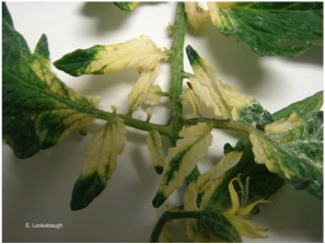 NCSU PDIC: Herbicide Injury to Tomatoes