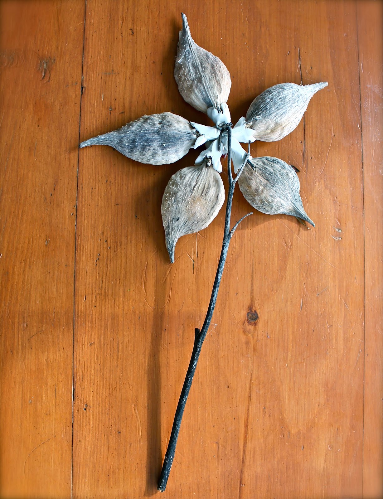Twig and Toadstool: Milkweed Pod Flowers