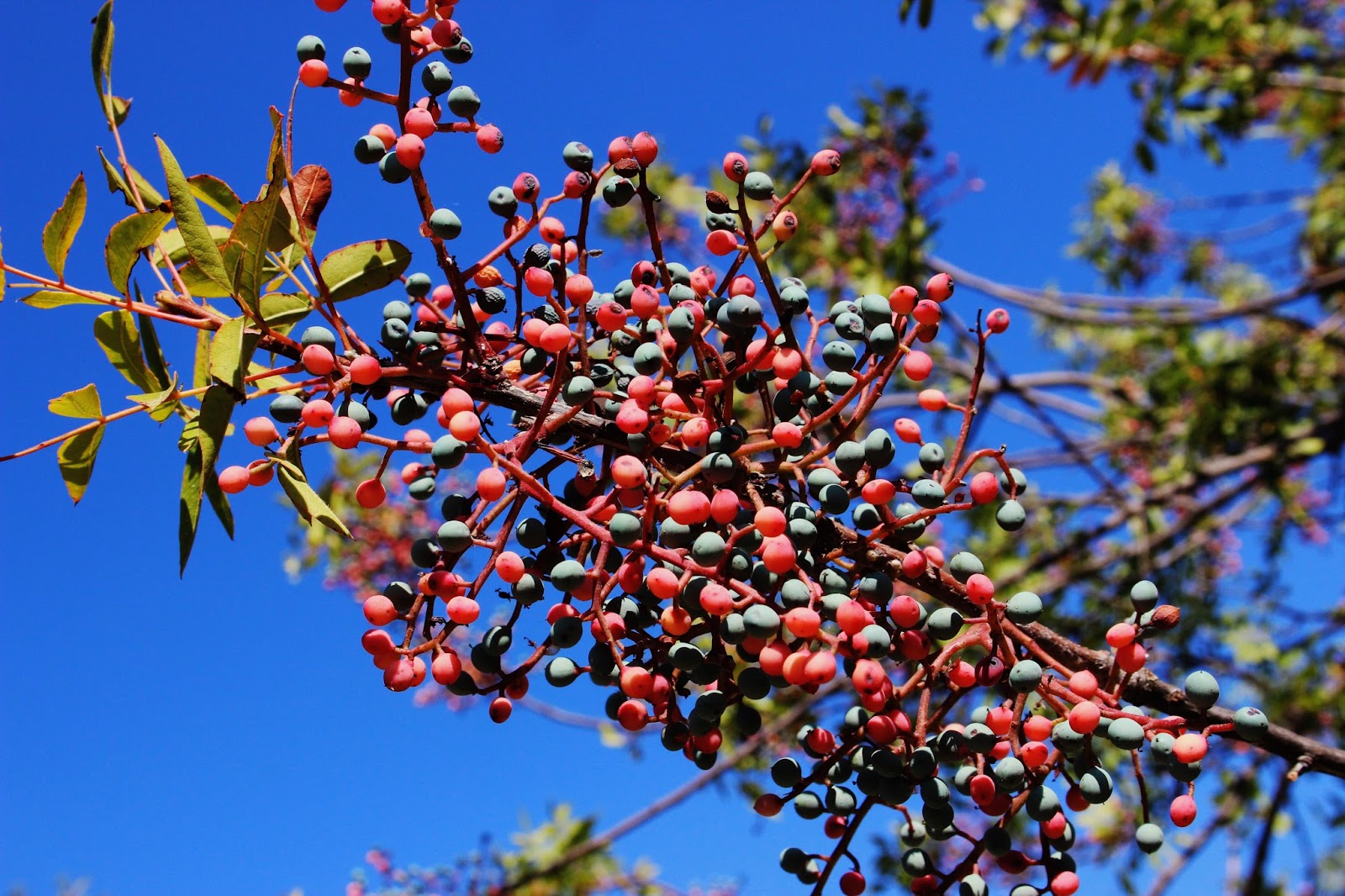 Biodiversity of Cyprus by NGO Protection of the Natural Heritage and ...