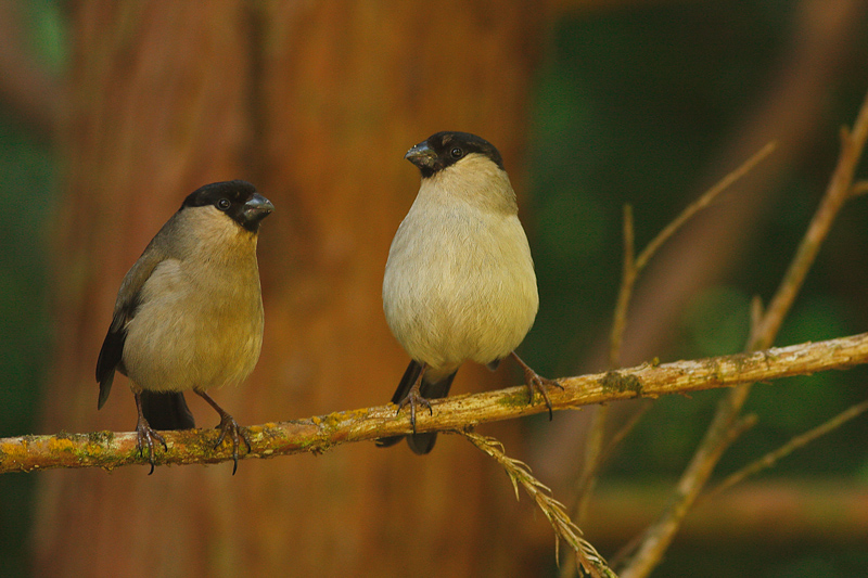 Secção Técnica de Fauna Europeia do C.O.A: Priolo dos Açores escapou da ...