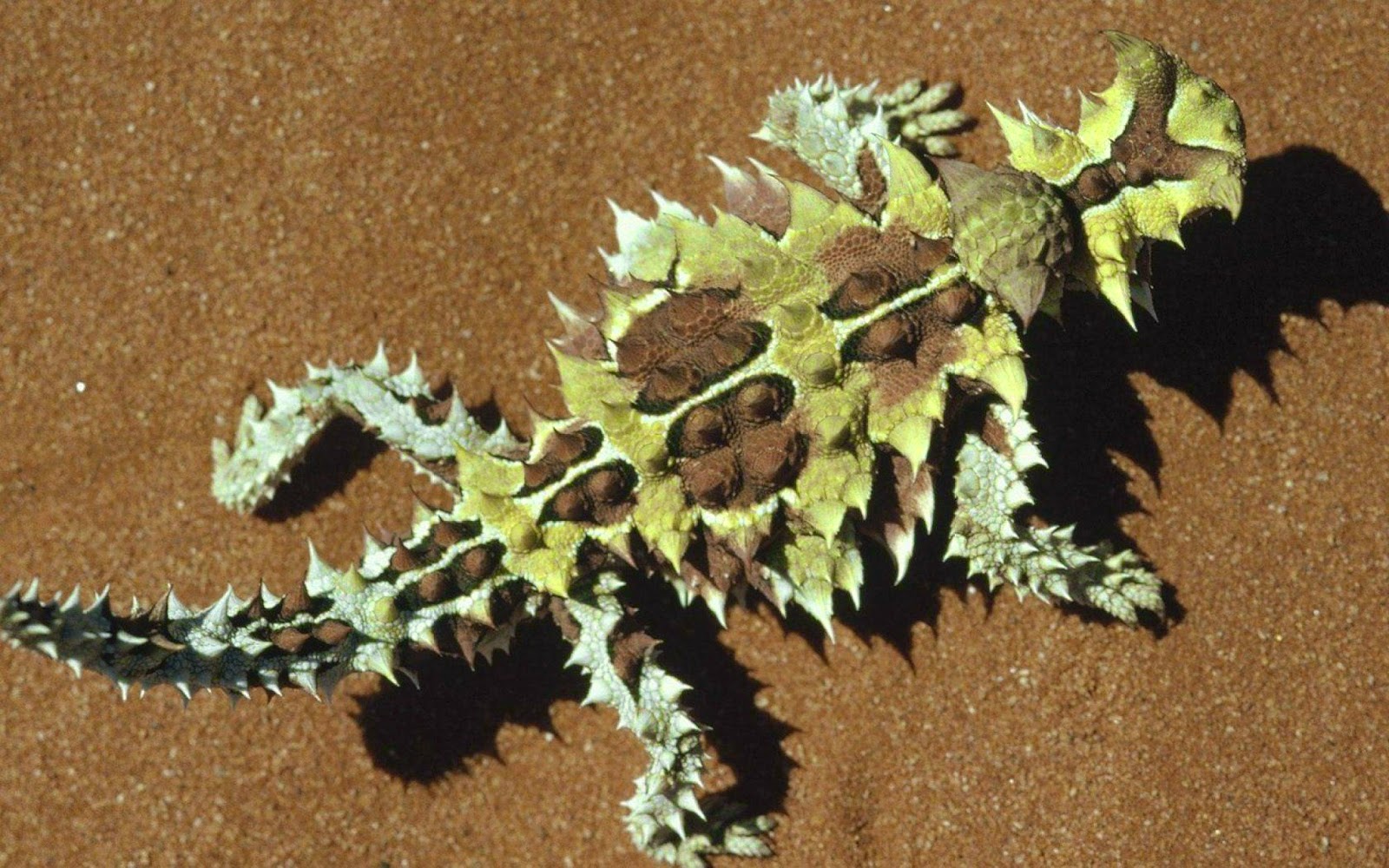 THORNY DRAGON photos - wallpapers (ανανεωμένο) | the fun bank