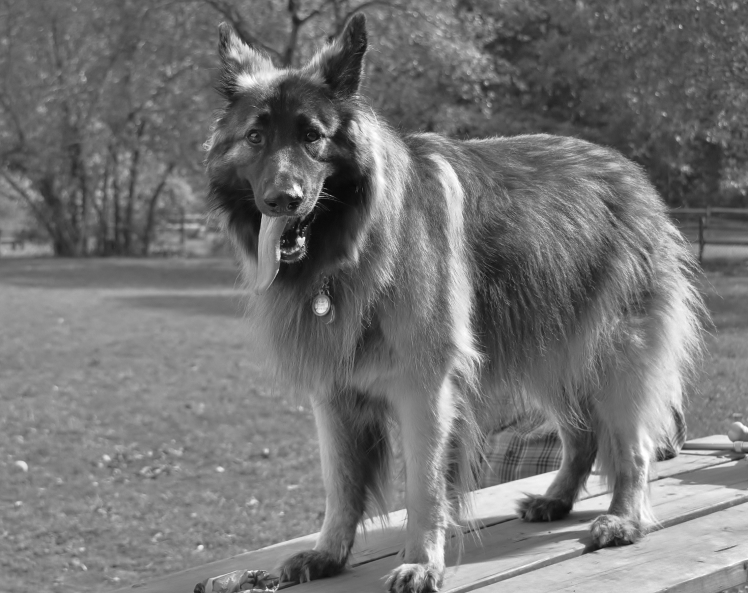 Cooper's Shiloh Shepherd Blog: Playing with Color