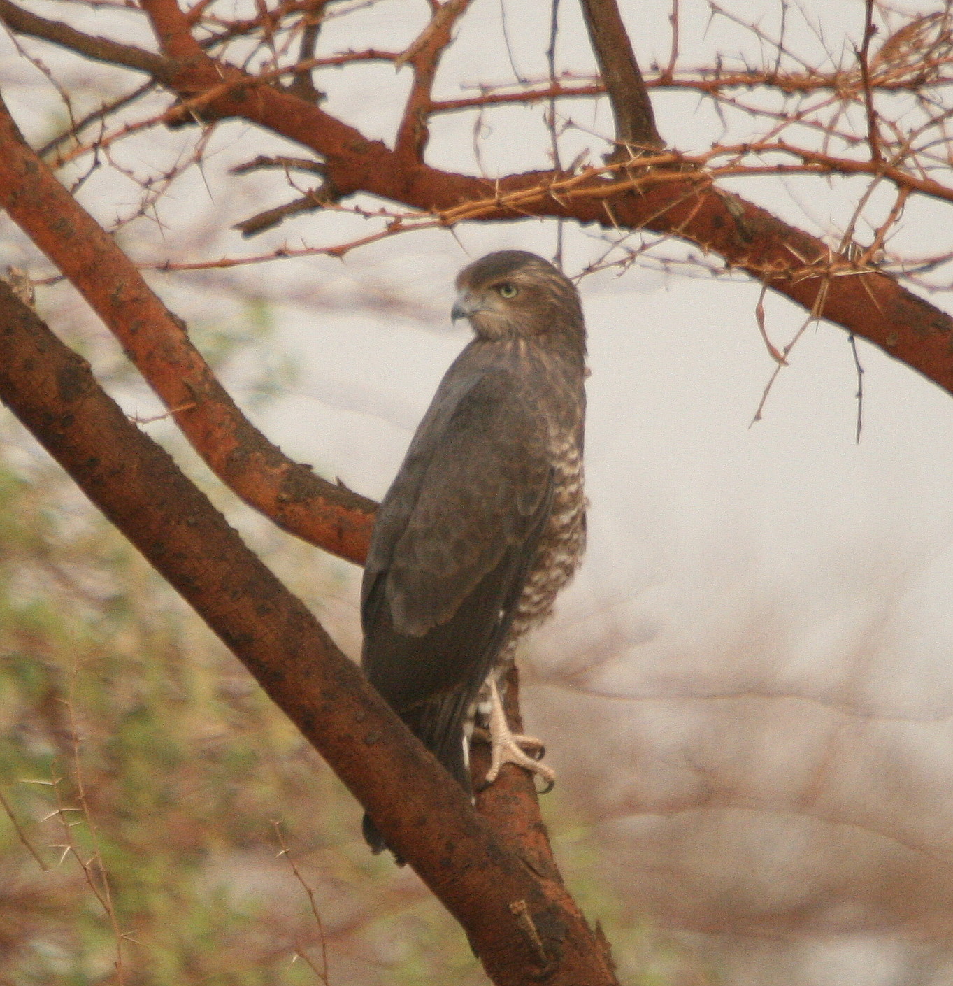 Birding South Sudan: Snake-Eagles