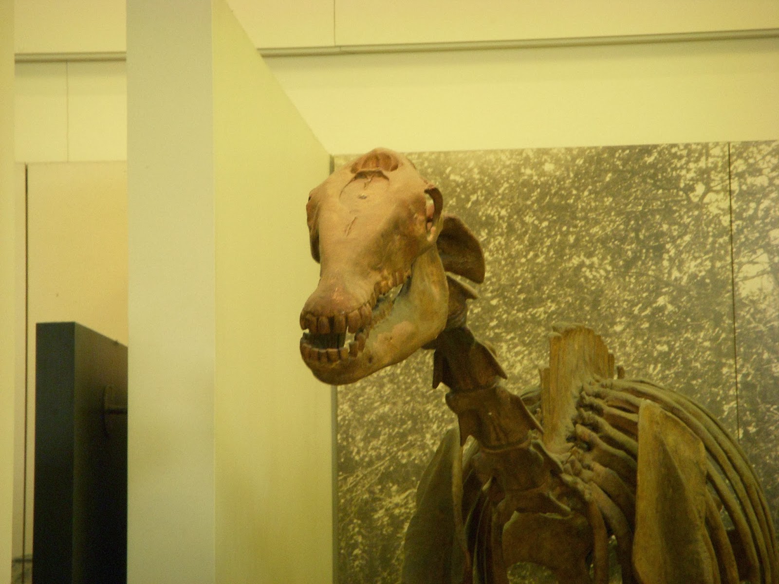 Macrauchenia patachonica, a litoptern ungulate from the Miocene and ...