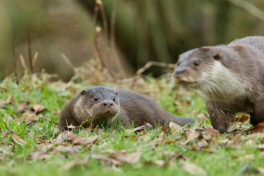 British Wildlife Centre ~ Keeper's Blog: Otter Cub Update