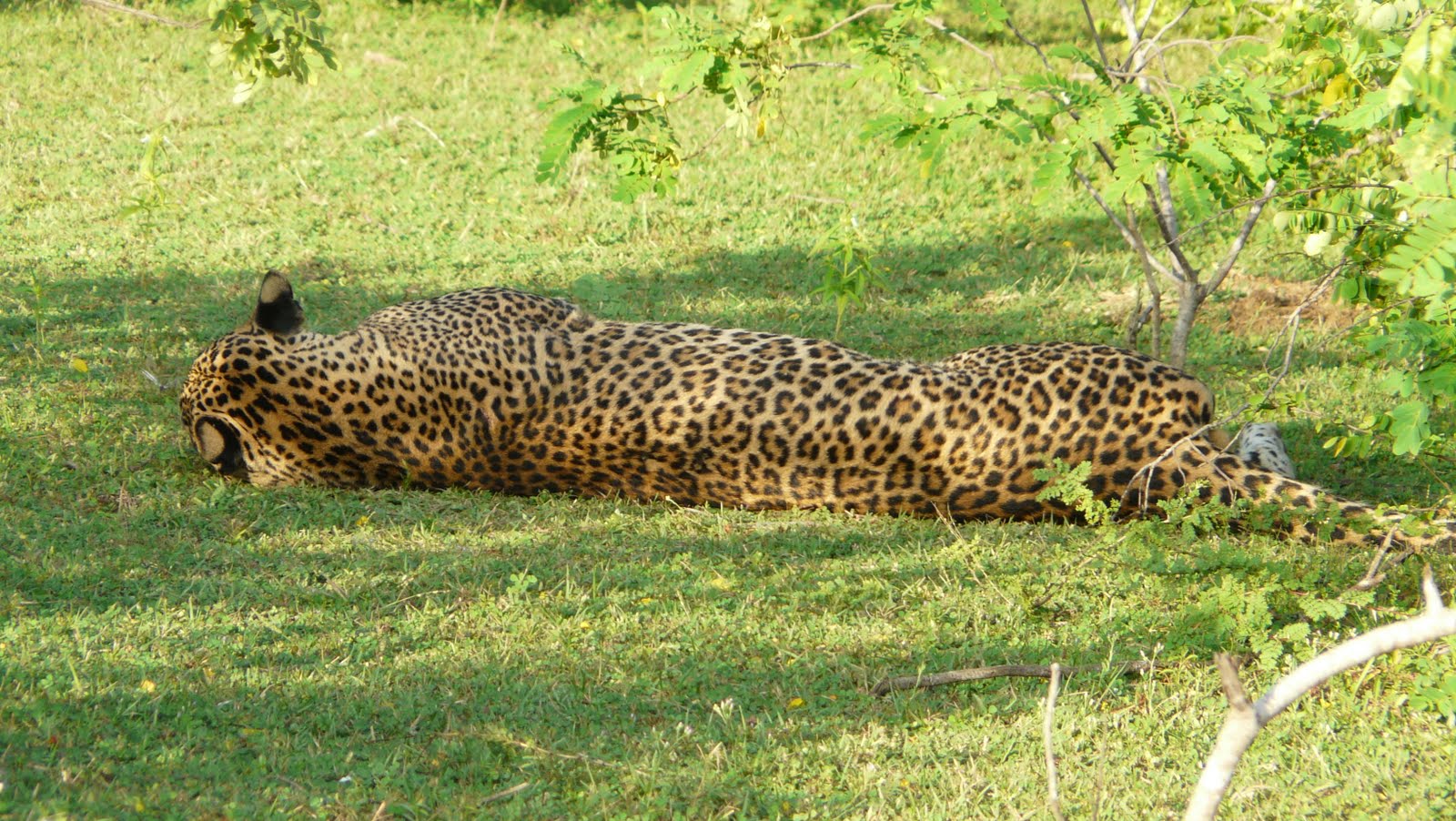 Wild Animal in Sri Lanka (Picture Collection): Tiger in Yala Park