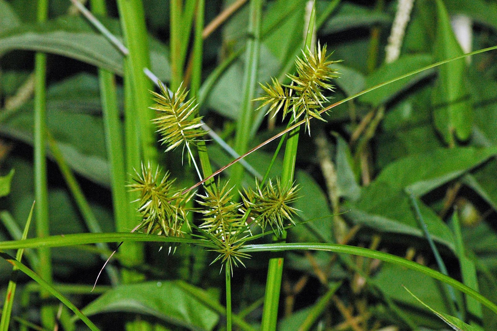 Field Biology in Southeastern Ohio: Carex Sedges part 1, big and showy