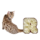 Alfabeto de gatitos con letras en nácar. - Oh my Alfabetos!