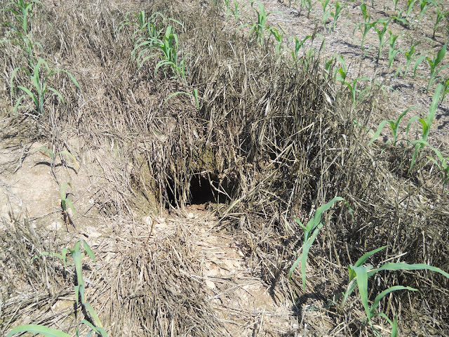 Terrierman's Daily Dose: Coyote Den? Terrierman's Daily Dose: Coyote Den?