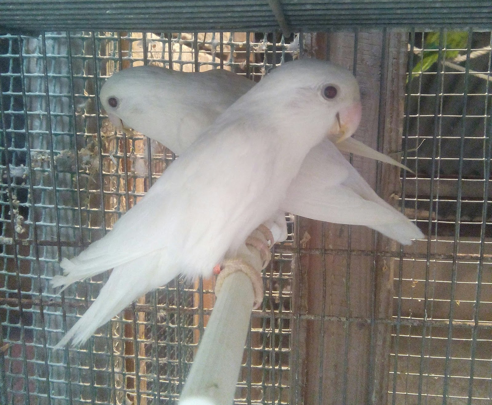 AVIARIO MARI CARMEN : AGAPORNIS PAPILLEROS