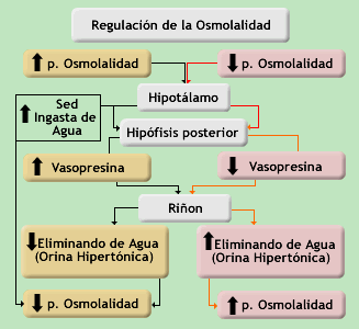 2. Concepto de: osmolaridad, soluciones hipotónicas, isotónicas e ...
