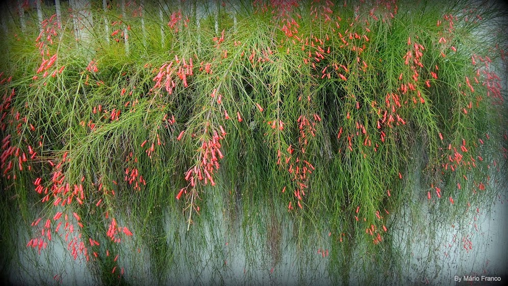 RUSSÉLIA, FLOR-DE-CORAL - ( Russelia equisetiformis ) - Meu Cantinho Verde