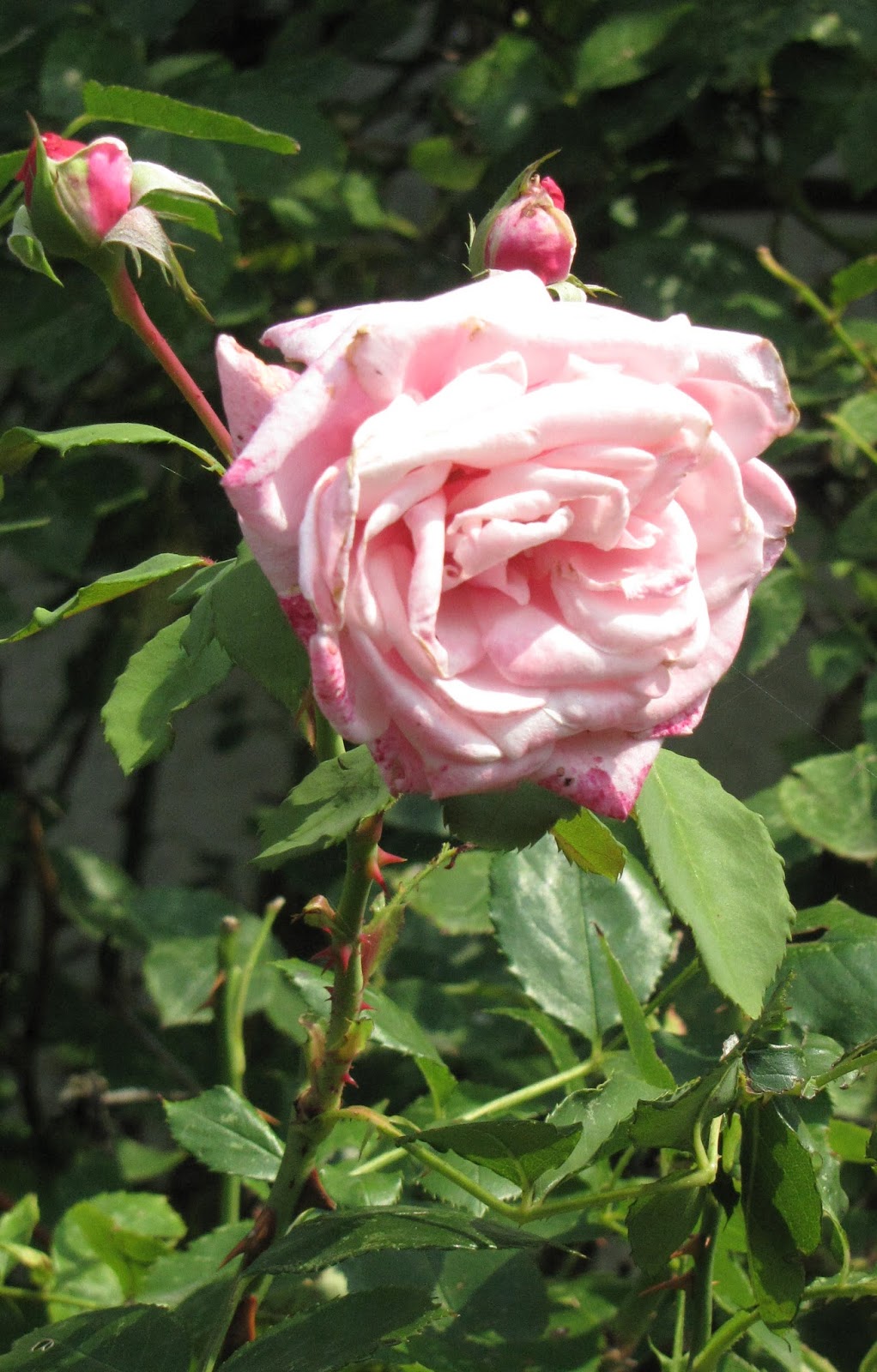 Rothenblog: August 2015