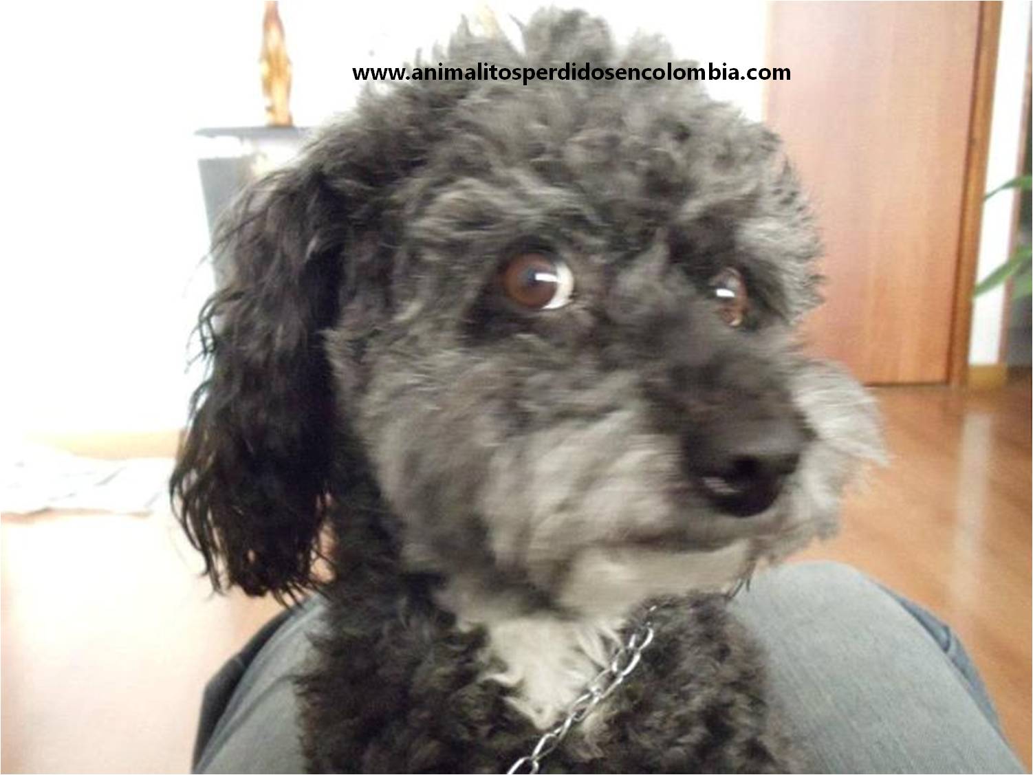 PERRO POODLE NEGRO - Imagui