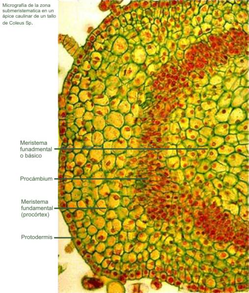 Biologia Vegetal: TECIDOS VEGETAIS