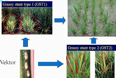 Virus Kerdil Rumput (Rice Grassy Stunt Virus=RGSV) Type 2 - pemuda tani