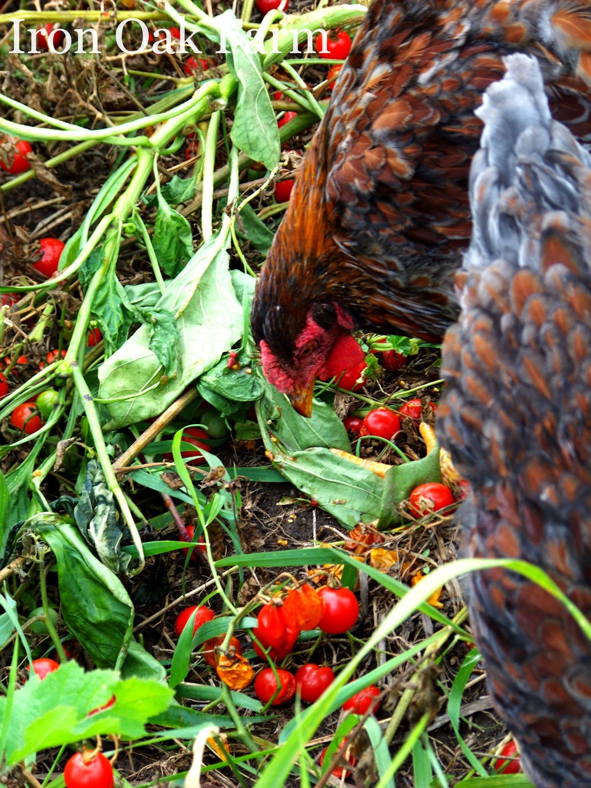 Iron Oak Farm: CC Guide to Gardening with Chickens
