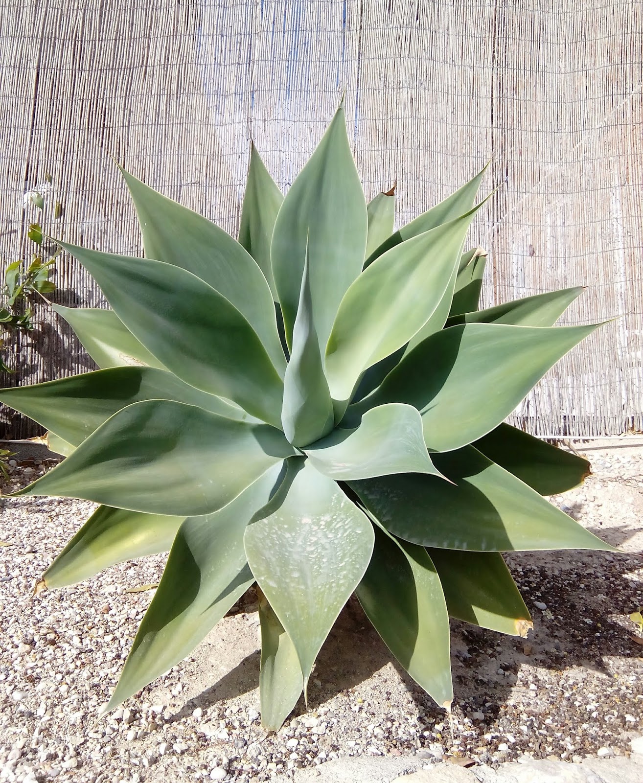 La Mar de VeRde: AGAVE PEDUNCULIFERA O AGAVE