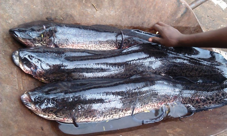 "KAMONGO TAMU SINDA NYAMA" ~ g sengo