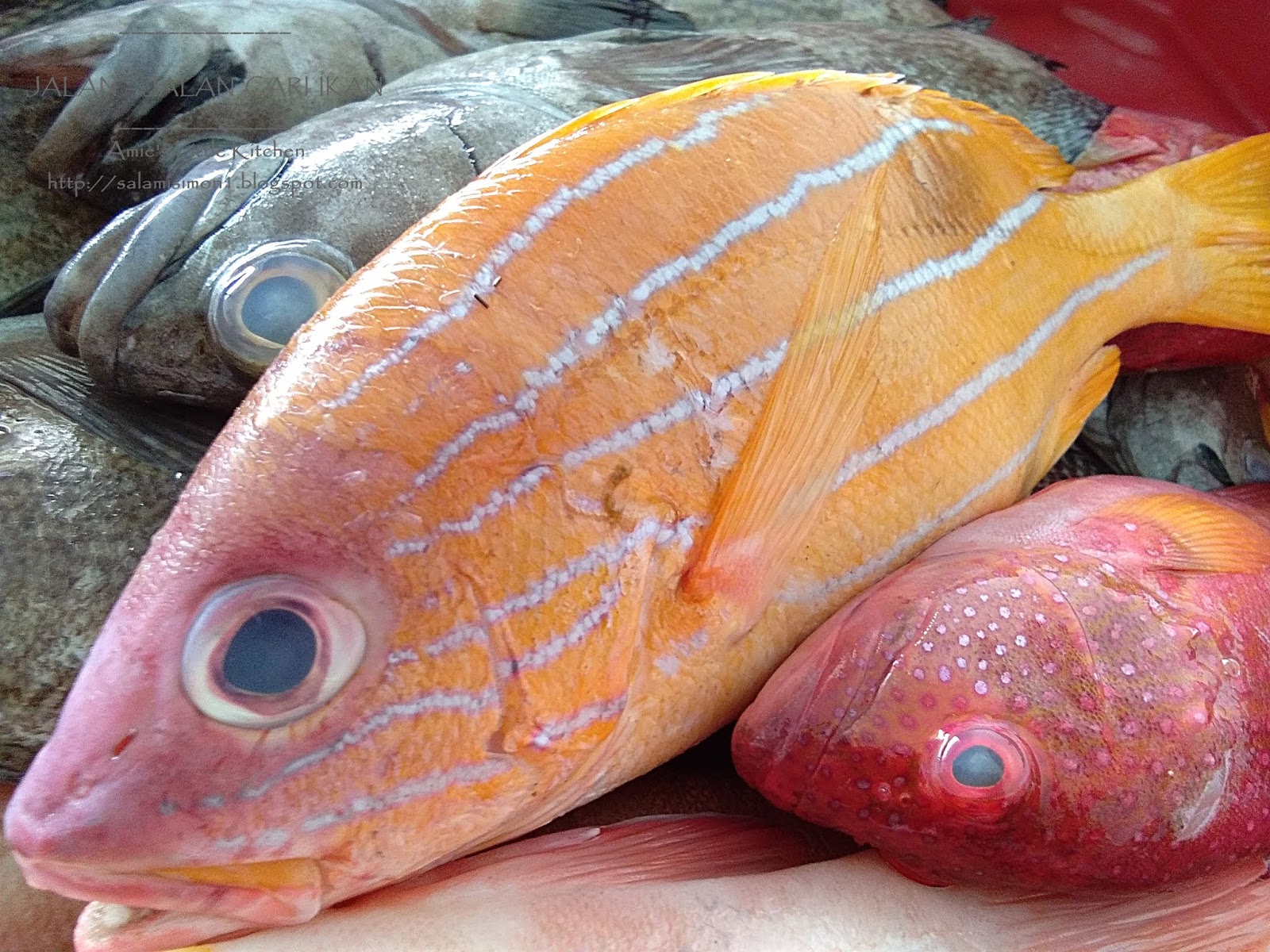 Jom Makan Ikan Segar - Amie's Little Kitchen