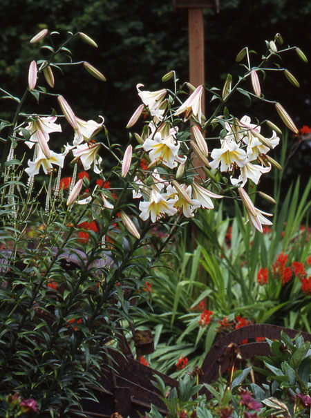 B&D Lilies Garden Blog: 3 Simple Rules - Lily Bulbs & Companion Plants
