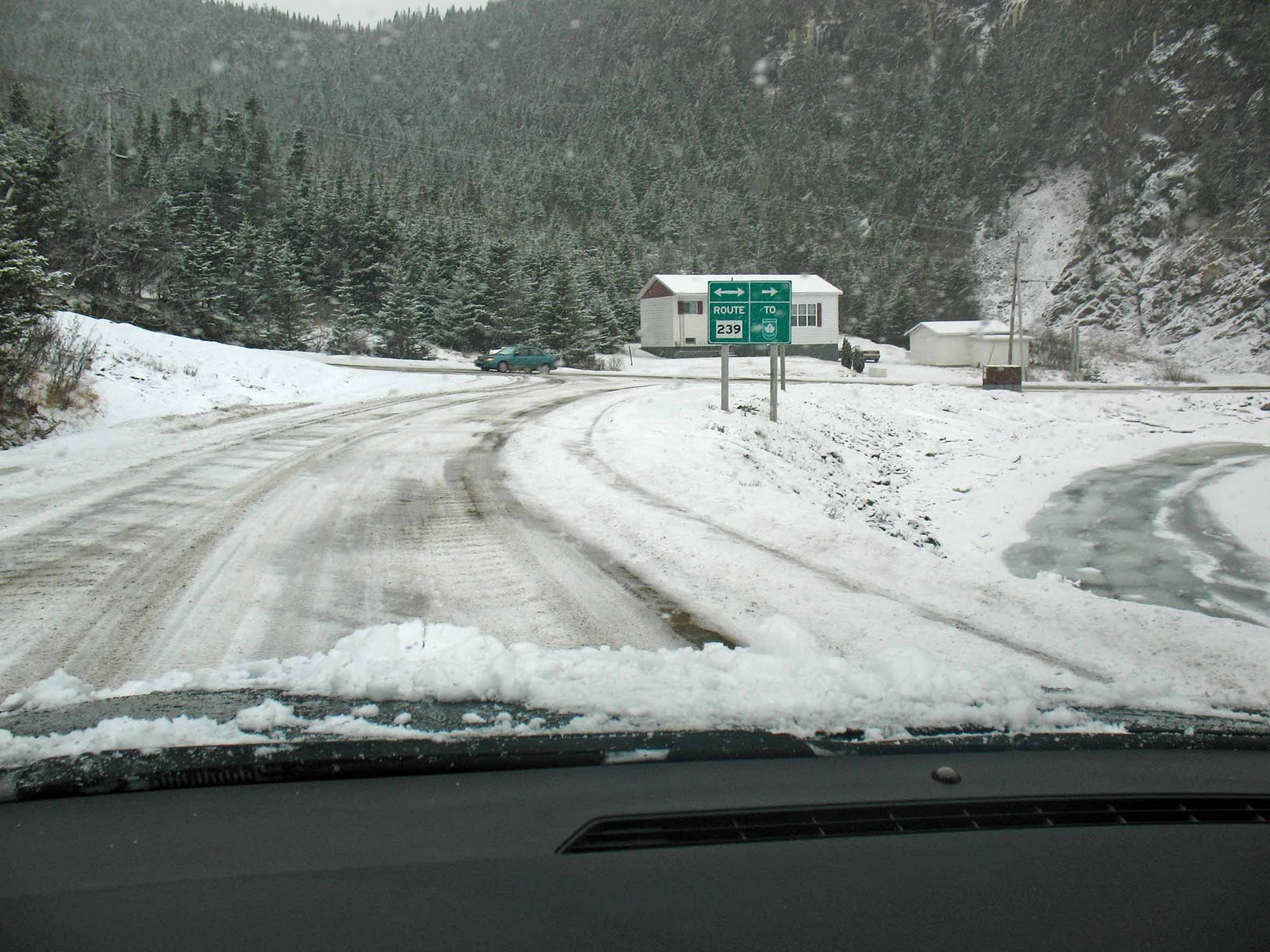 Sunflower Chronicles: Dunfield, Newfoundland, Canada