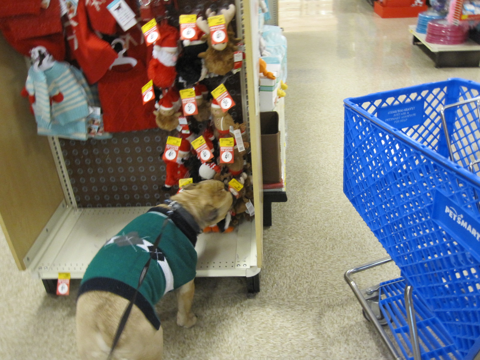 Travelin' Jack's Dog Blog: I'm Dreamin' of a White Dog-mas....AND a ...