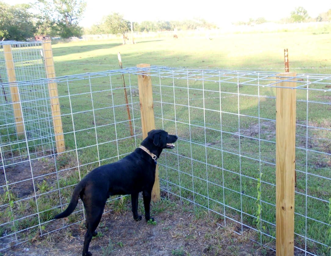 Smiling Dog Farms: Bosco Wins in Court... Flies to Sanctuary at Smiling ...