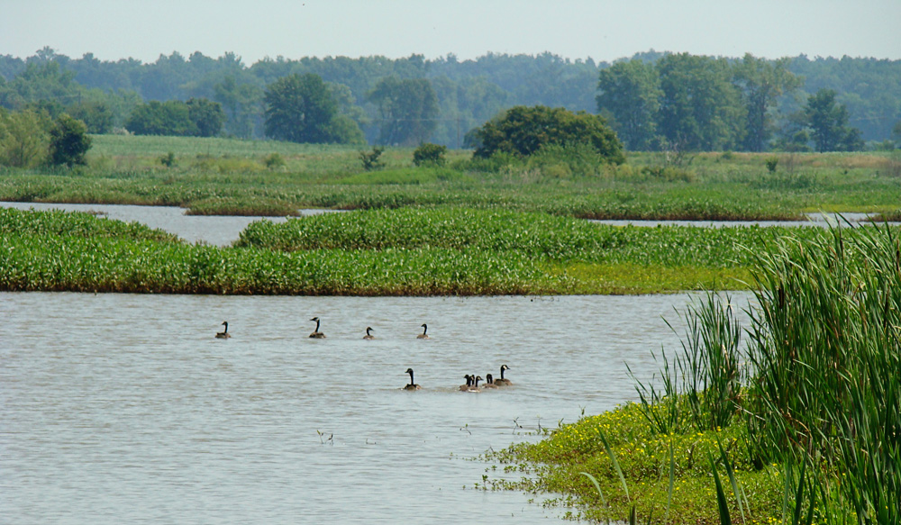 Rurification | Robin Edmundson: Goose Pond and Beehunter Marsh