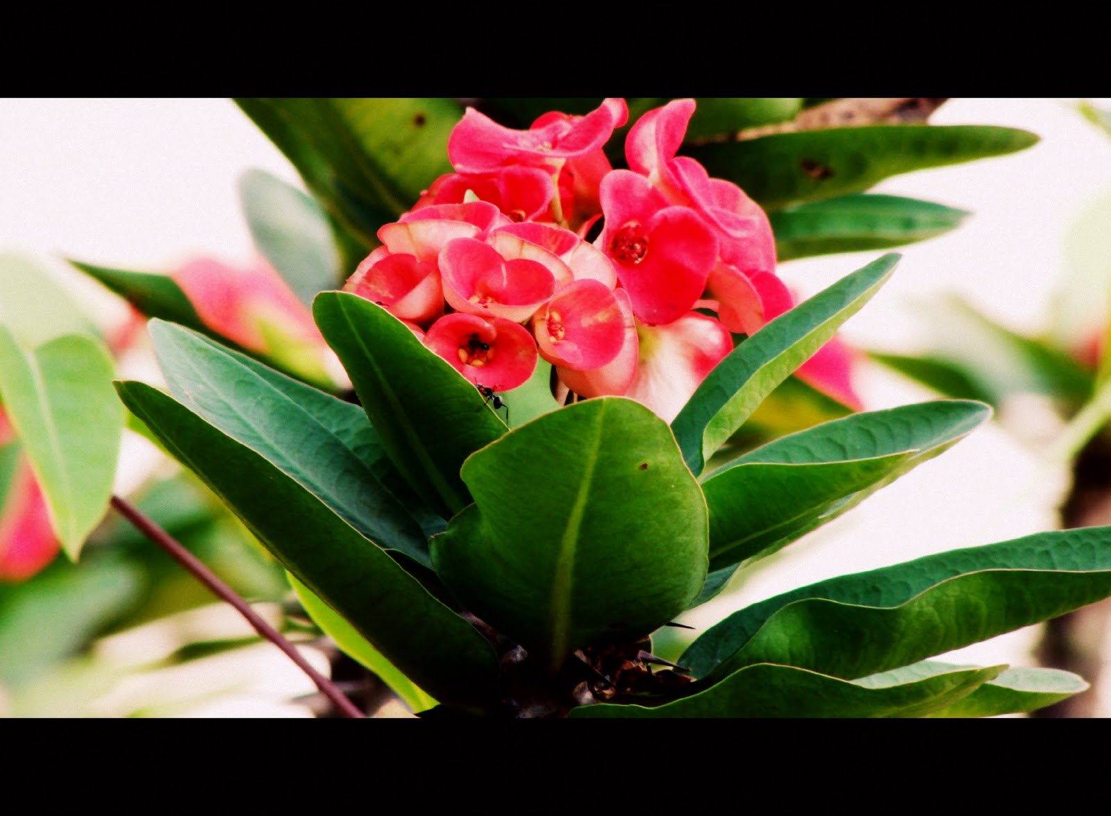 RIMA DANIA: Taman 1000 Bunga Melaka