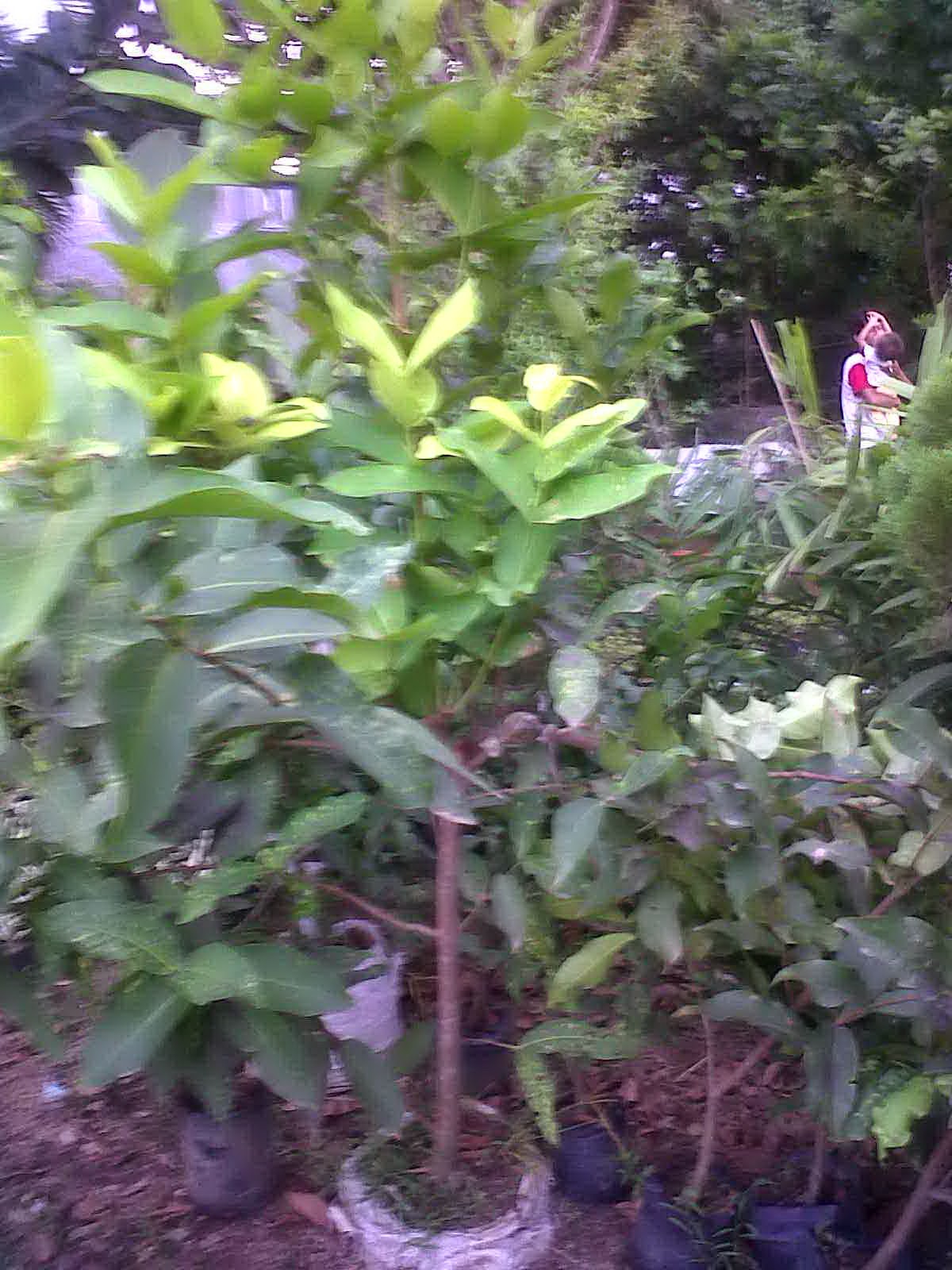 Pohon Jambu Mutiara ~ Menjual Jenis: Bunga,Pohon,Buah