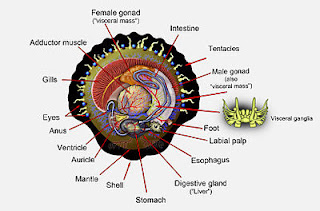 The Cyber Tour Guide: S is for Scallops...