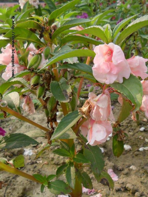 Rose balsam - Impatiens balsamina
