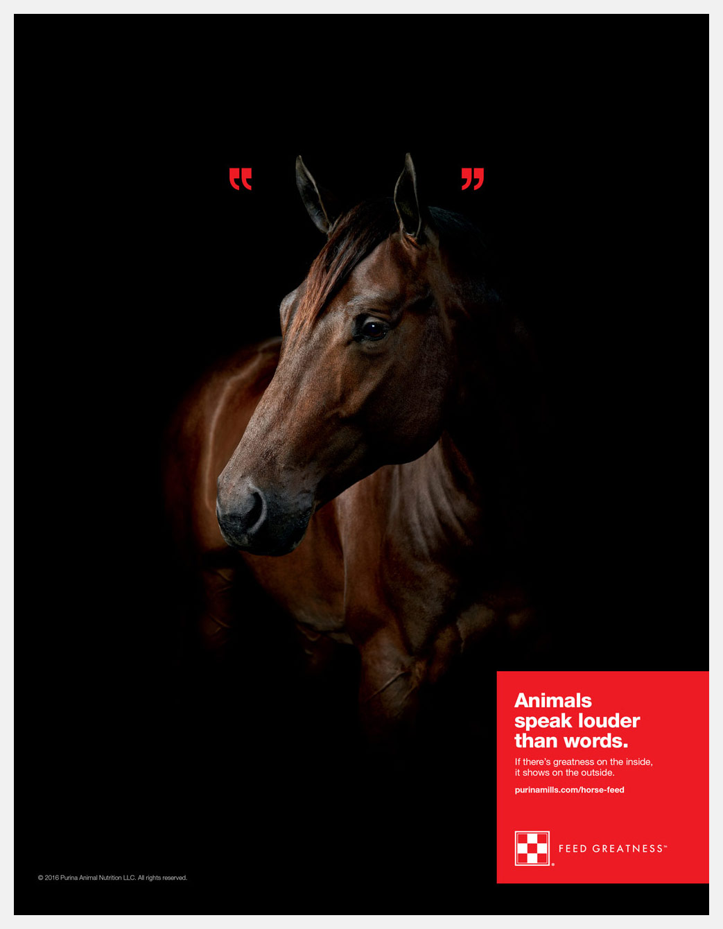 Portraits of Animals: On Set with Purina by Randal Ford - Photography ...