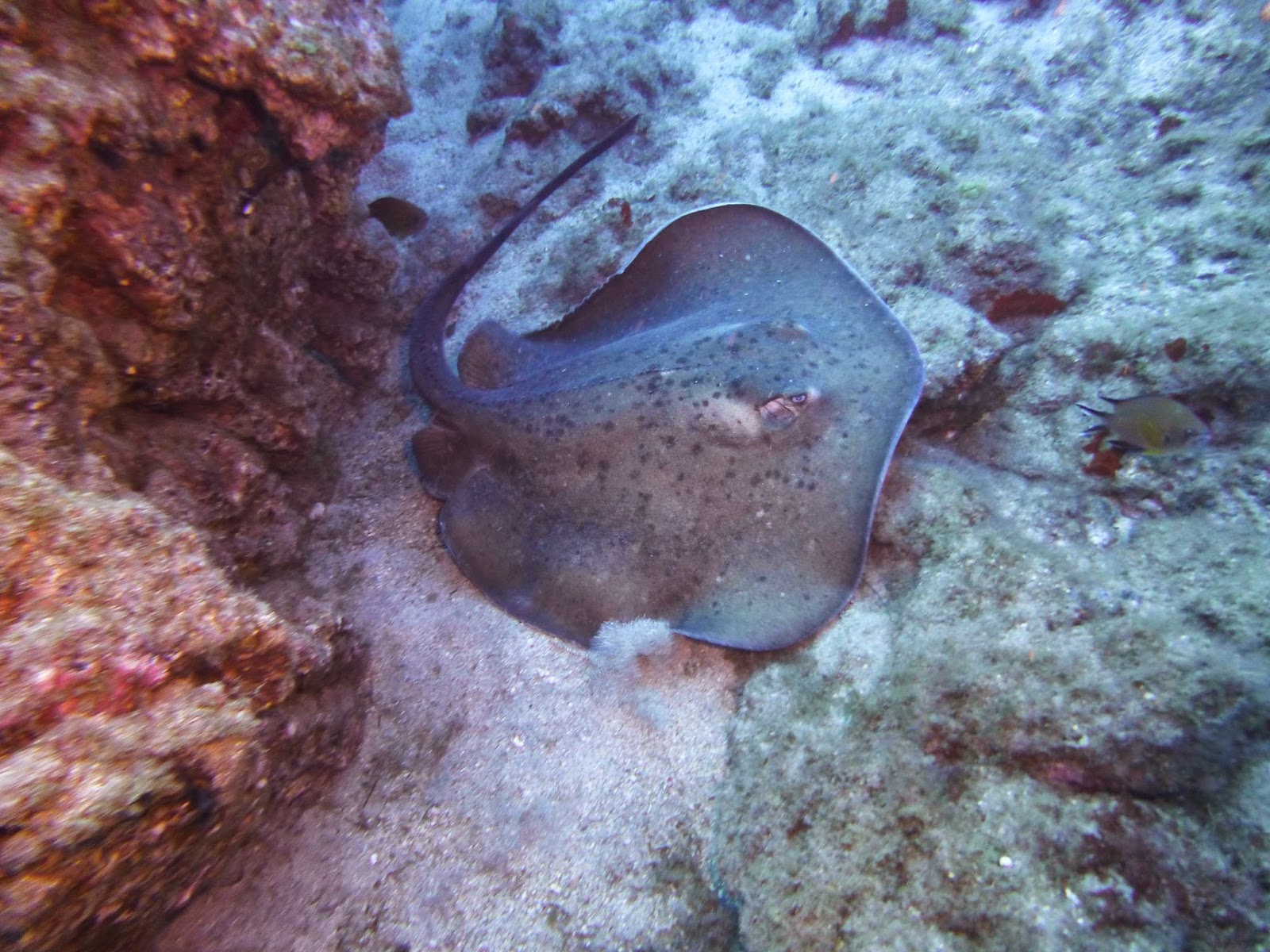 Canarian Sea: Runder Stechrochen – Taeniura grabata