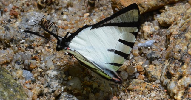 The Forested Path (and Beyond): BUTTERFLIES of RAUB: The Fourbar ...