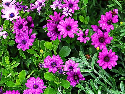 Um jardim para cuidar: O encanto dos malmequeres ...