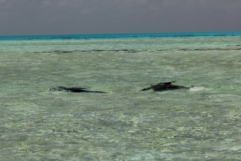 Maunie of Ardwall: Chesterfield Reef Photos Part 4: Turtles, Sharks and ...